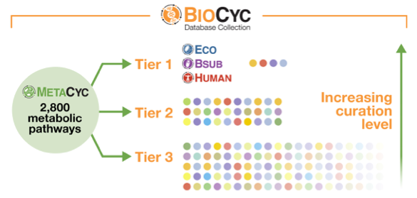 Pseudomonas aeruginosa Genome Databases